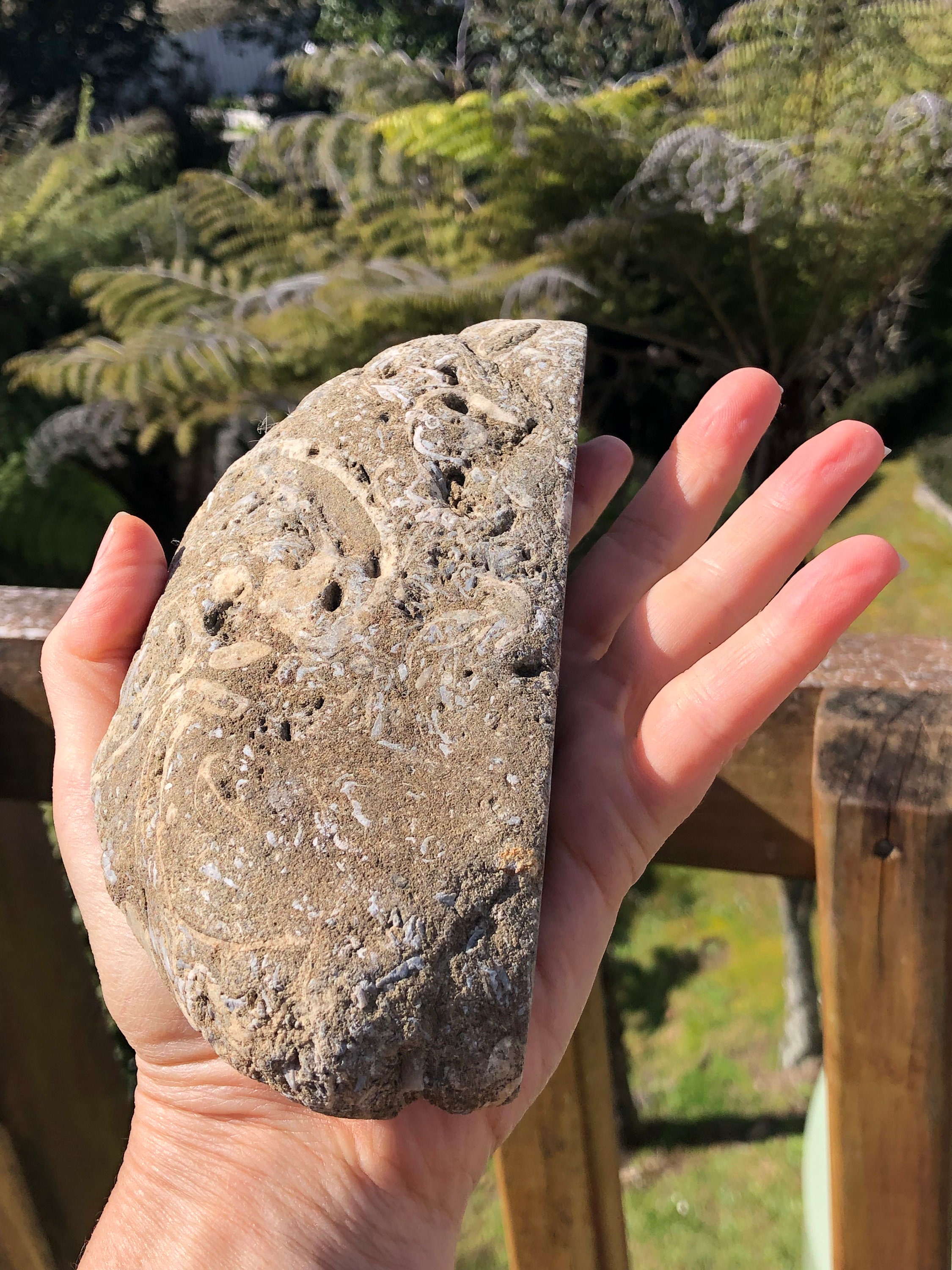 RARE Fossil New Zealand Agate Shell From South Island. Cut and - Etsy