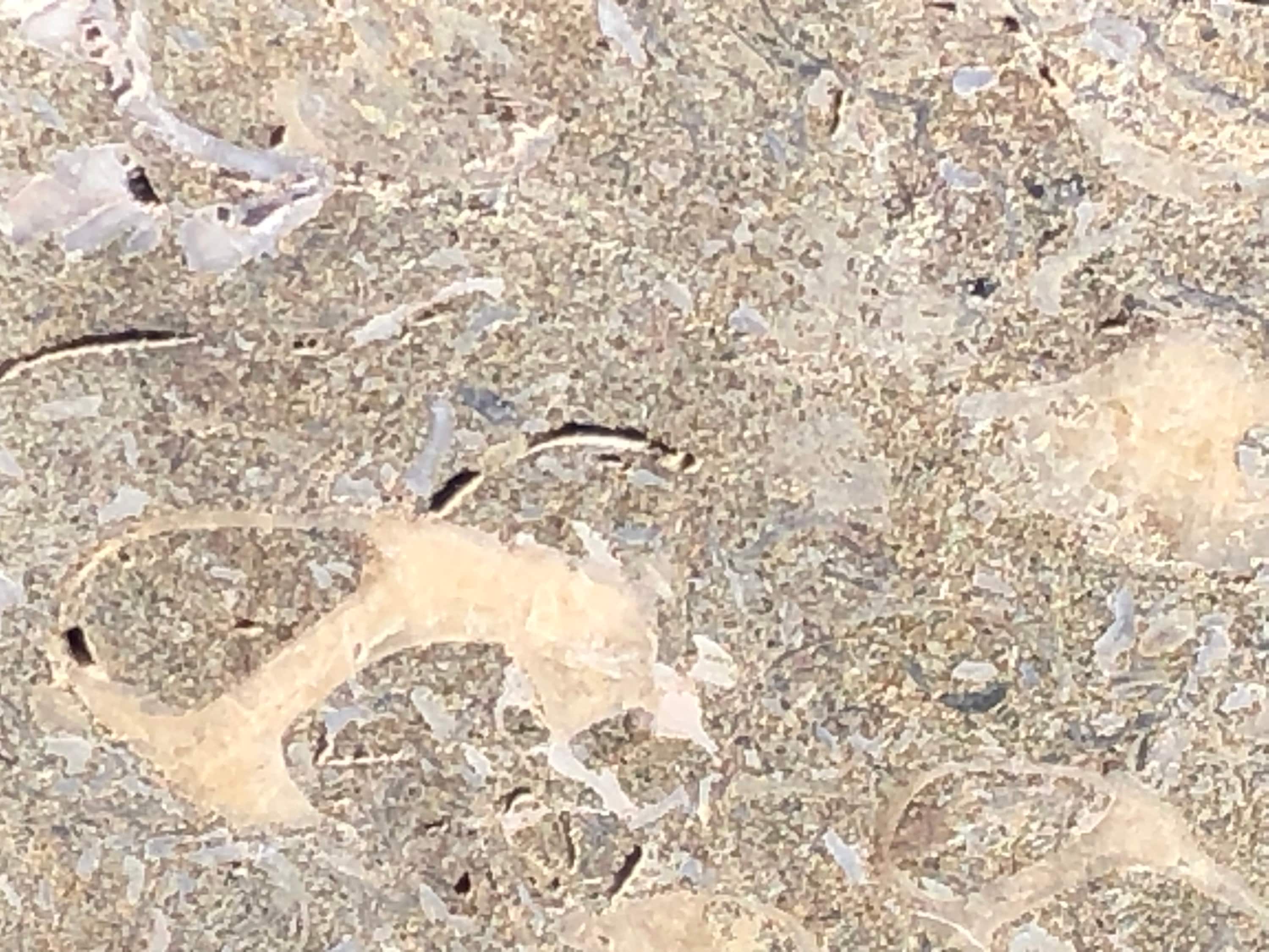 RARE Fossil New Zealand Agate Shell From South Island. Cut and - Etsy