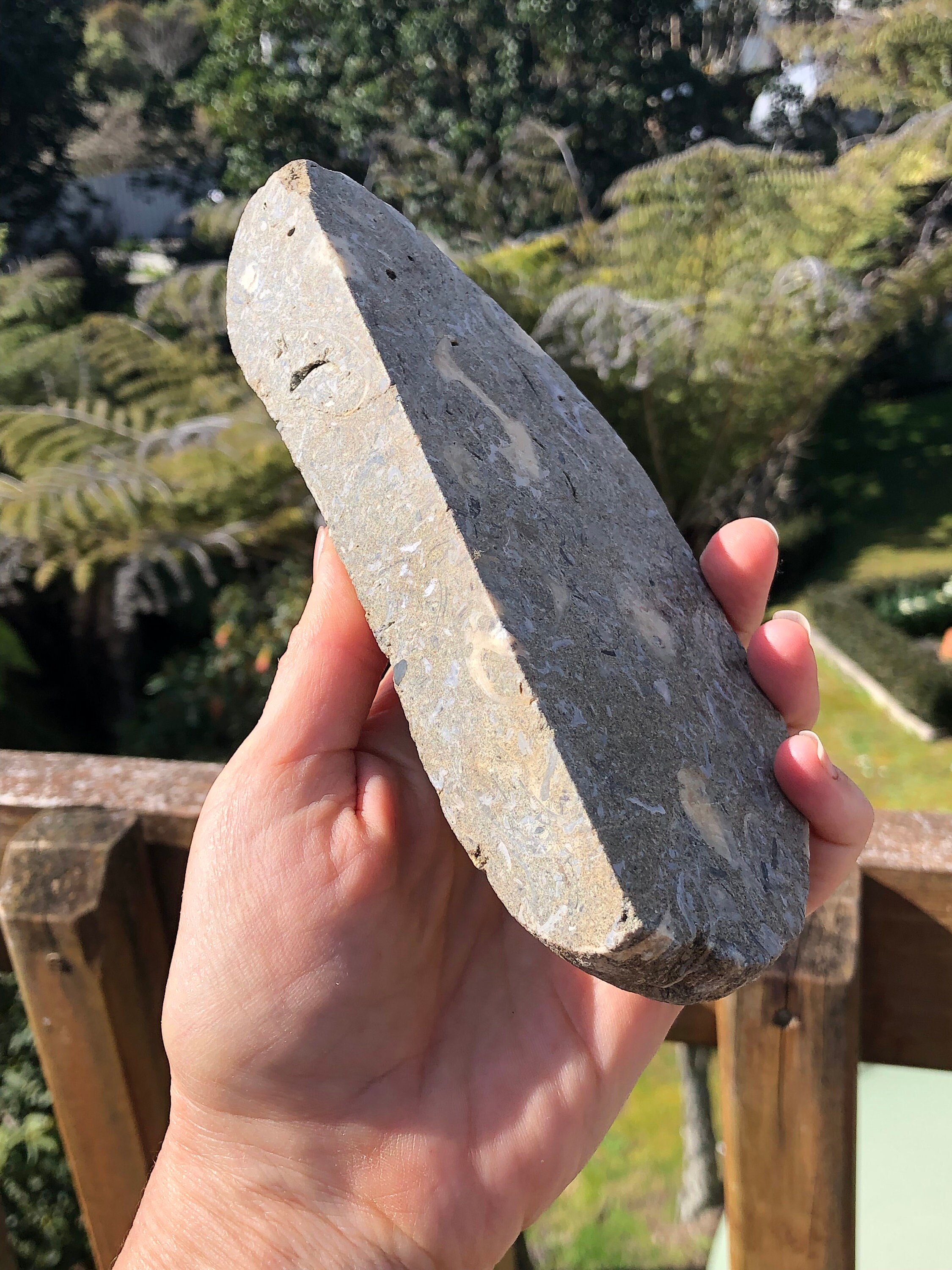 RARE Fossil New Zealand Agate Shell From South Island. Cut and - Etsy