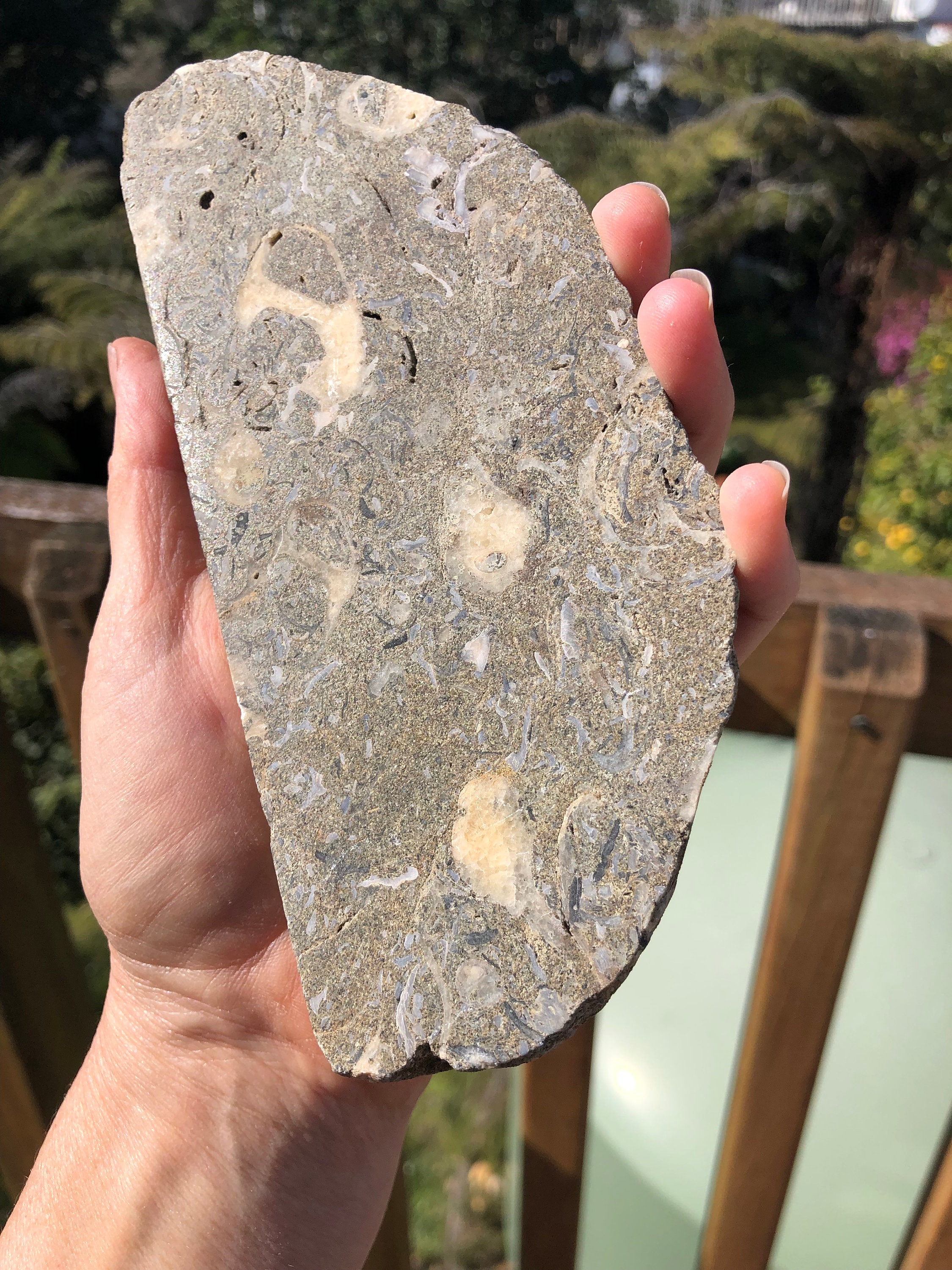 RARE Fossil New Zealand Agate Shell From South Island. Cut and - Etsy