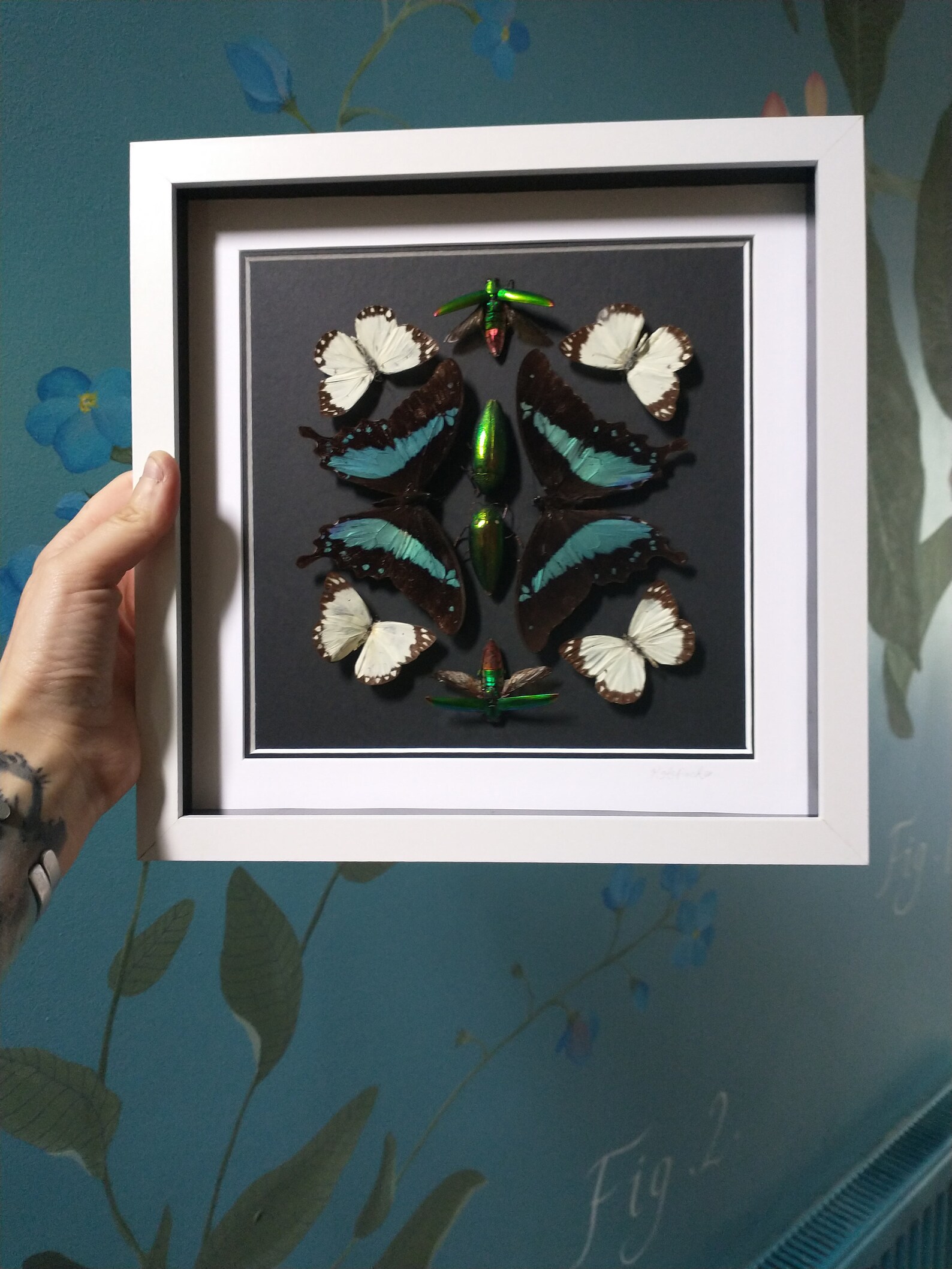 Framed Insect Display Natural History Entomology Insect - Etsy
