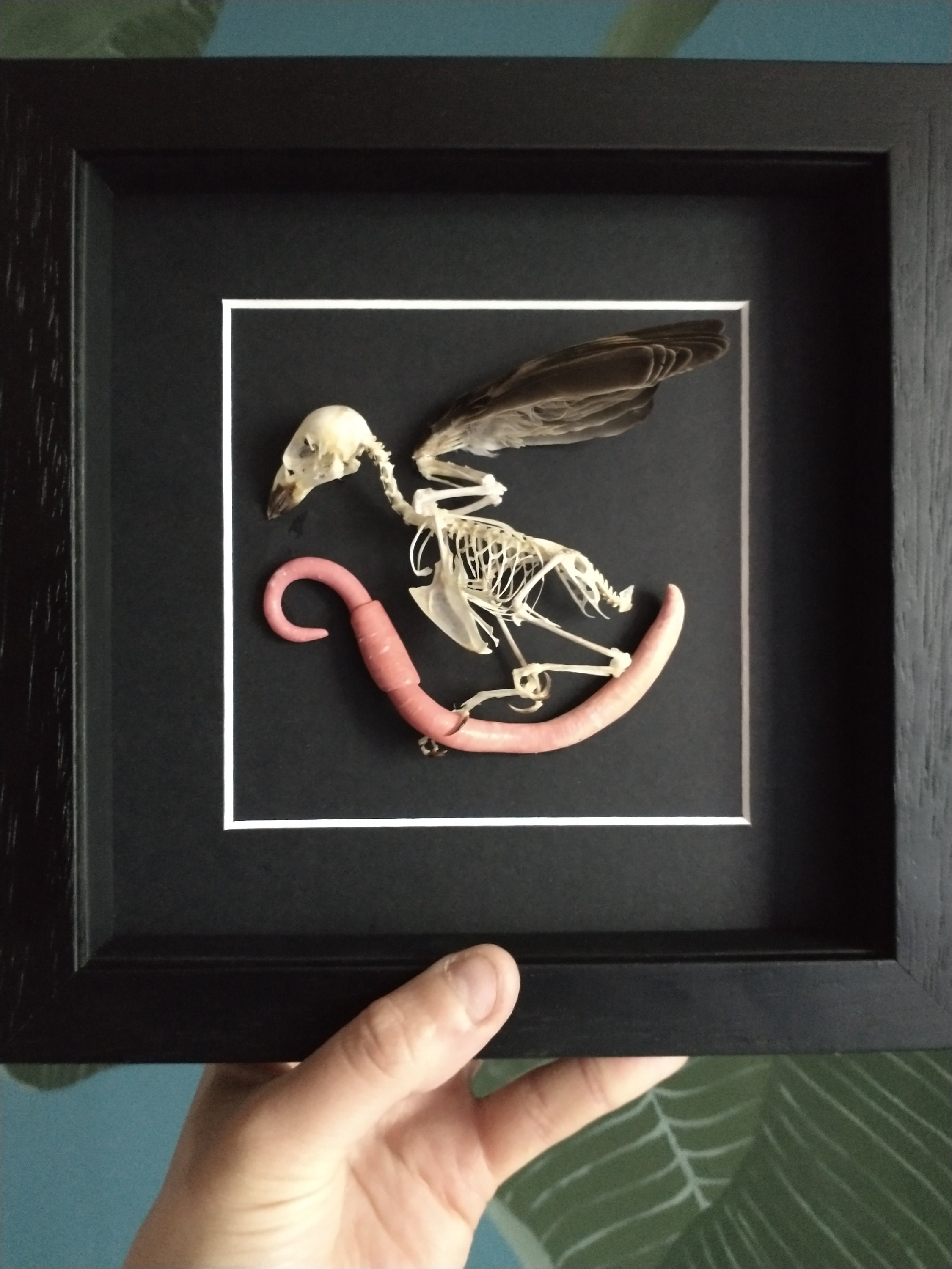 Sparrow Skeleton