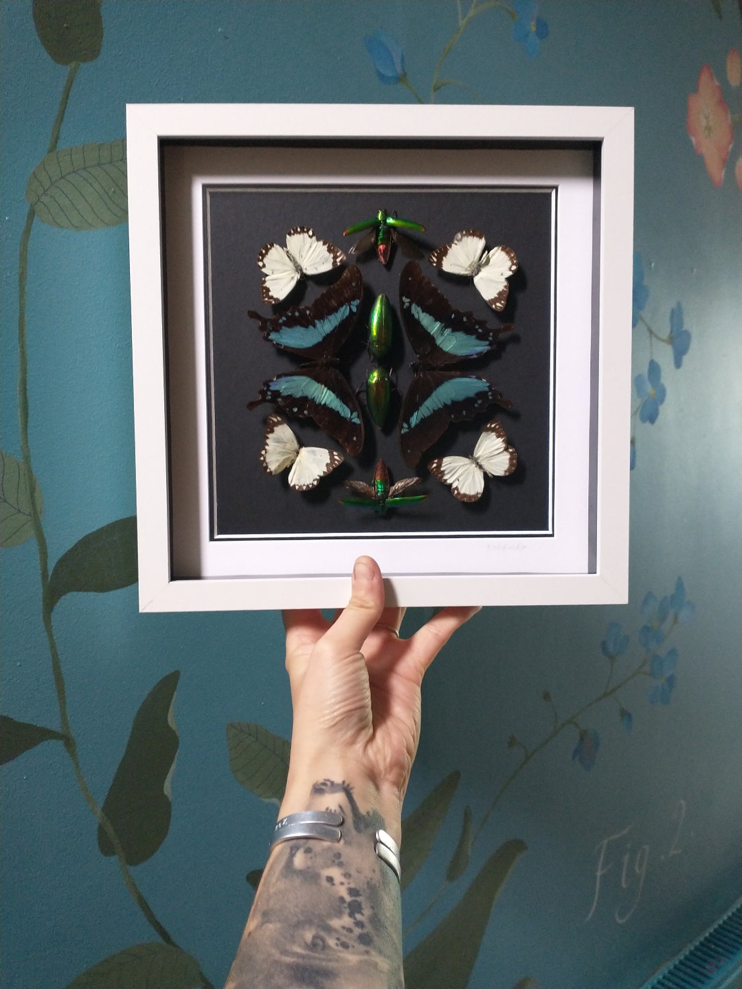 Framed Insect Display Natural History, Entomology, Insect, Bug, Beetles ...