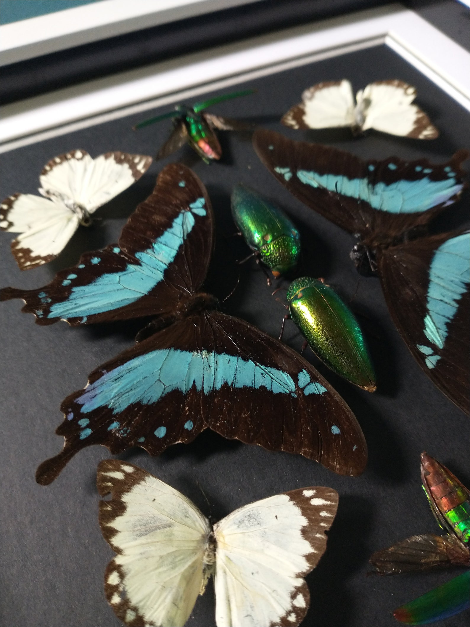 Framed Insect Display Natural History Entomology Insect - Etsy