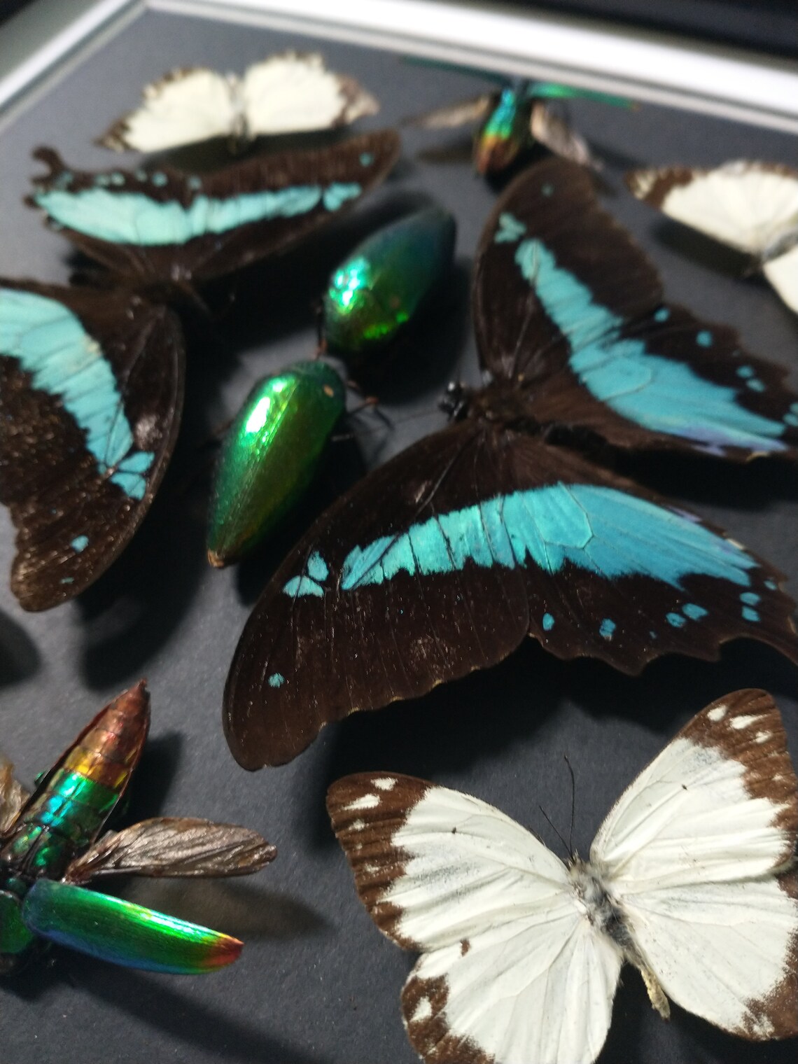 Framed Insect Display Natural History Entomology Insect | Etsy