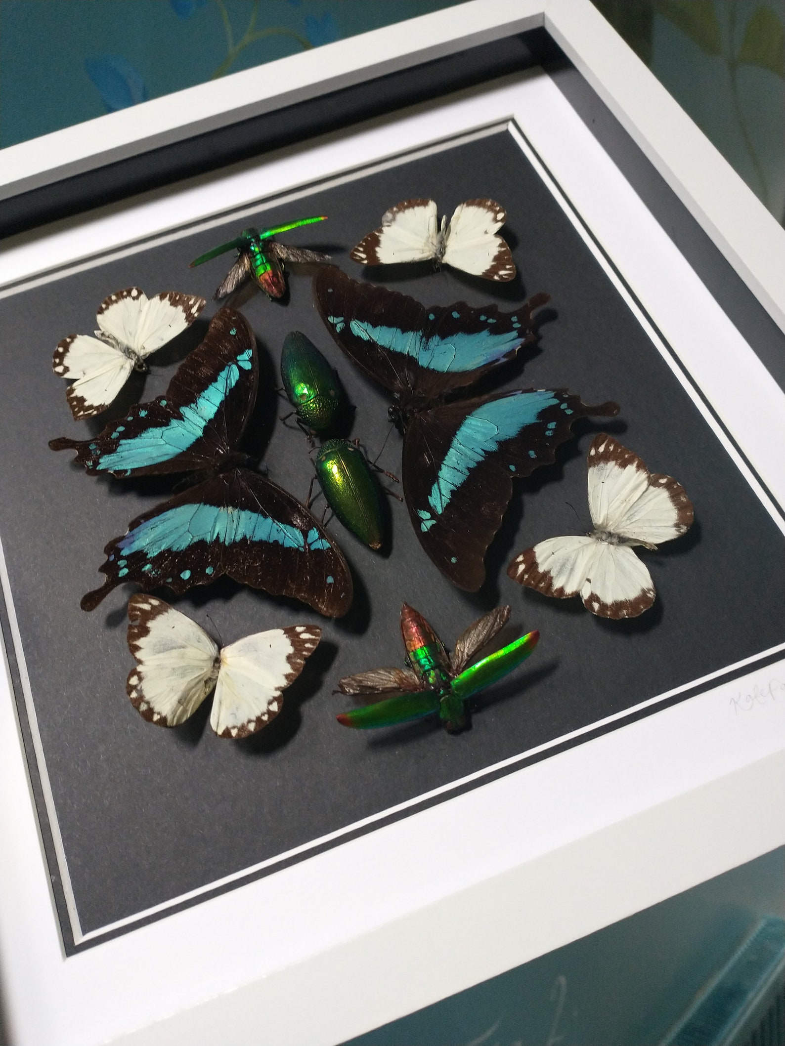 Framed Insect Display Natural History Entomology Insect | Etsy