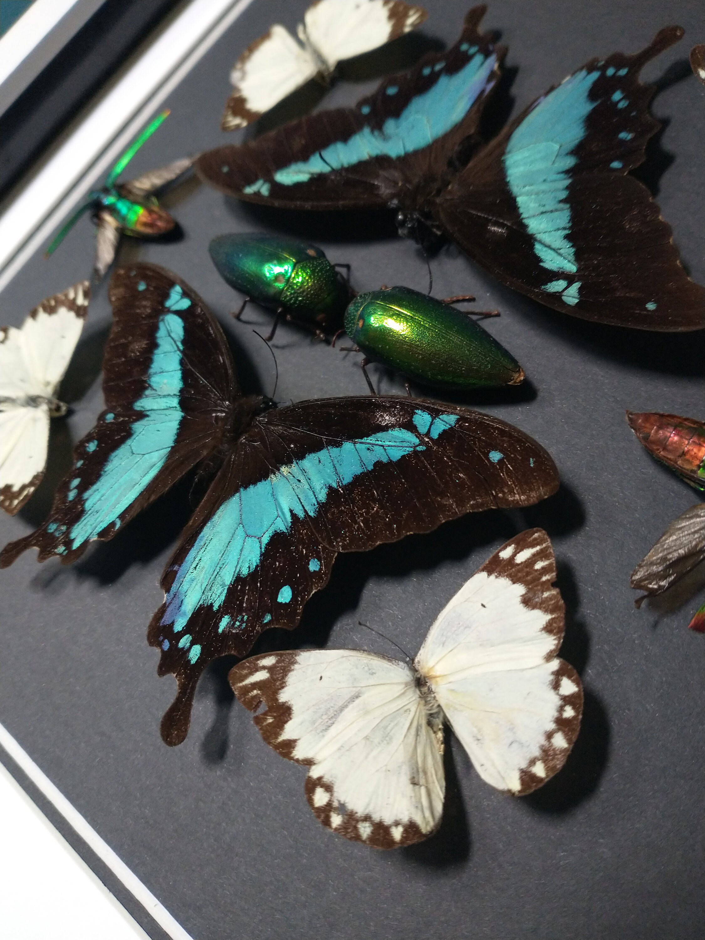 Framed Insect Display Natural History Entomology Insect | Etsy