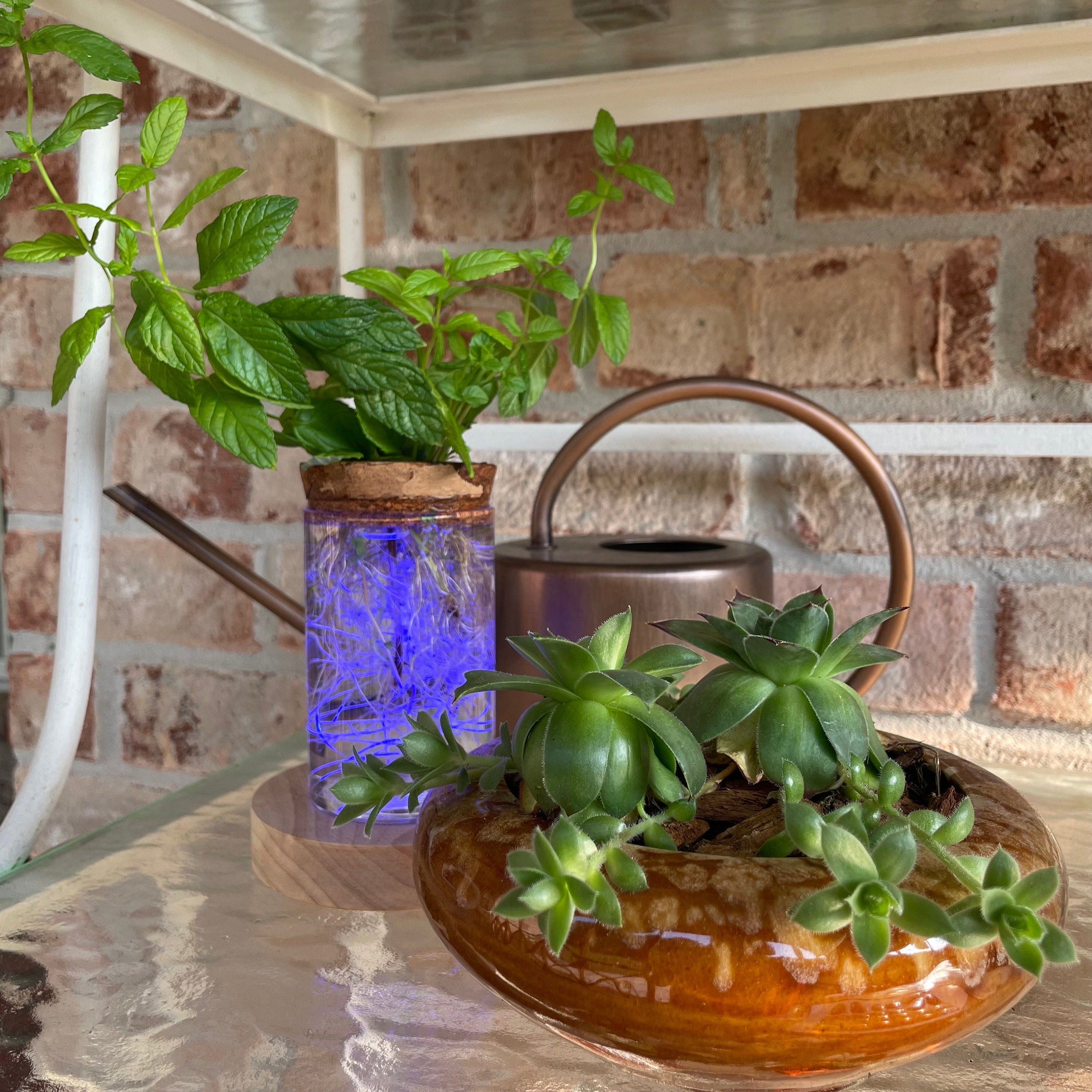 Glass Propagation Vase W/ LED Wooden Base and Bamboo Plant Holder ...