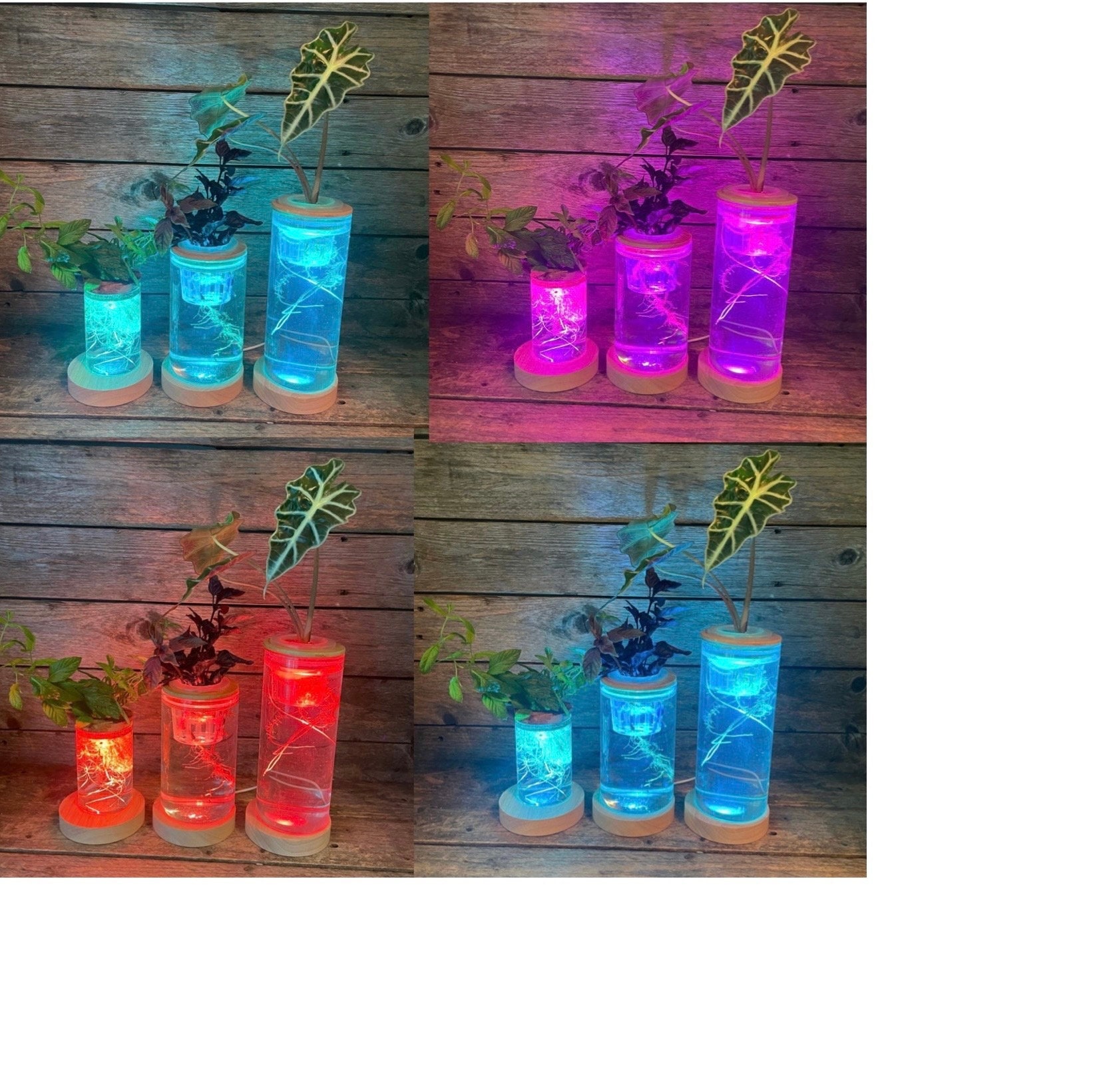 Glass Propagation Vase W/ LED Wooden Base and Bamboo Plant Holder ...