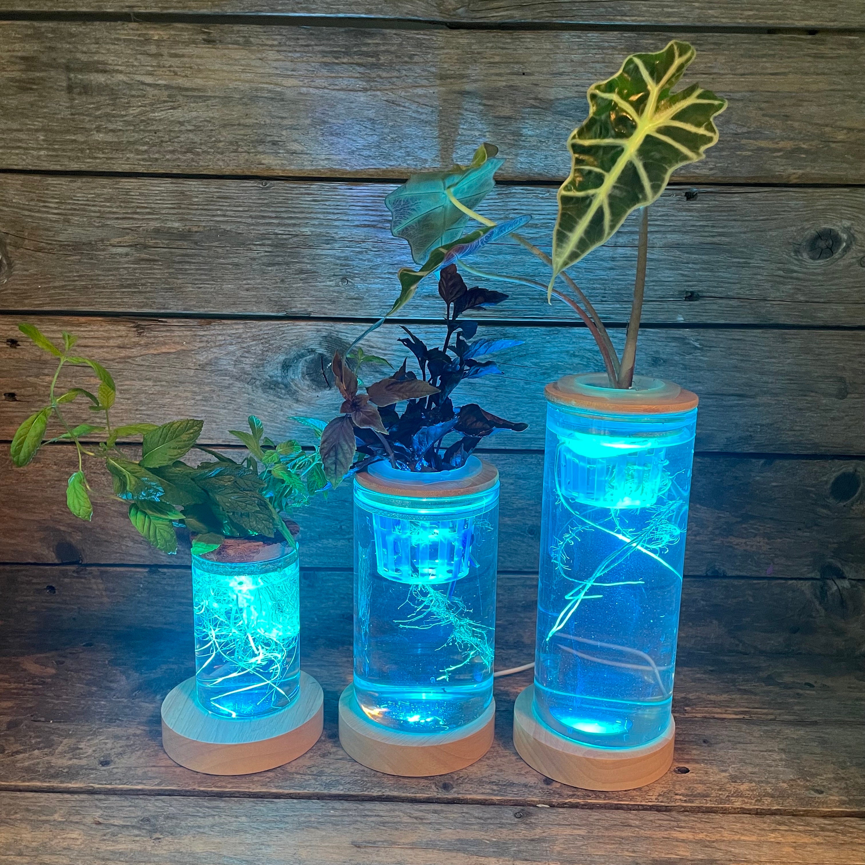 Glass Propagation Vase W/ LED Wooden Base and Bamboo Plant Holder ...