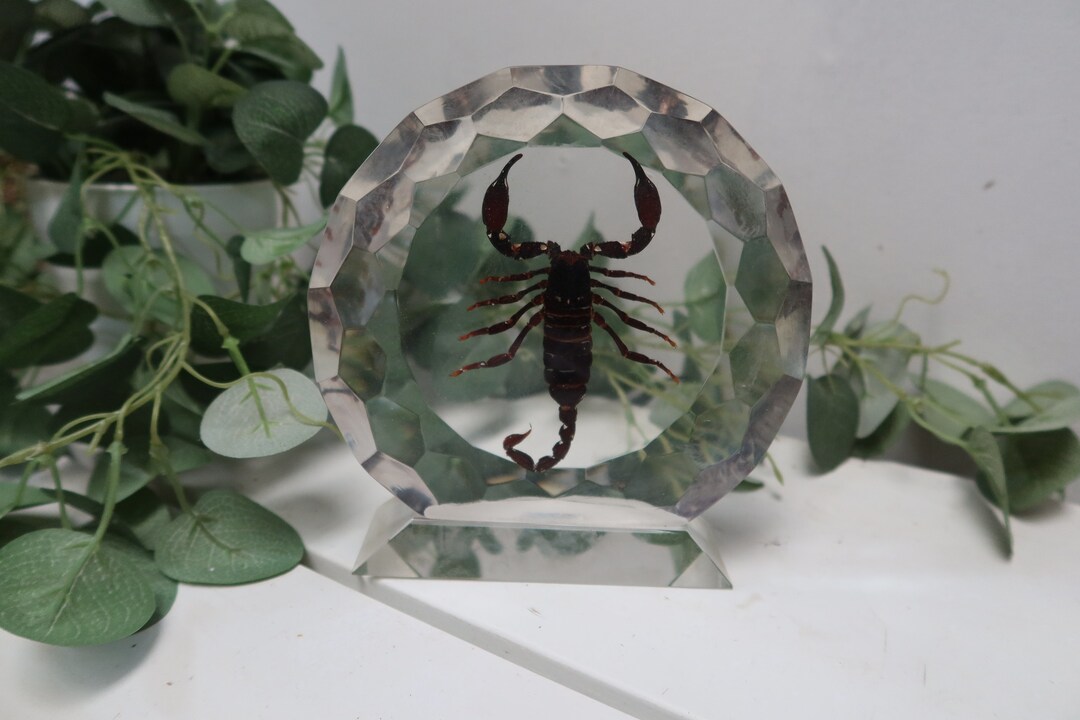 Vintage Rare Taxidermy Scorpion Insect Specimen in Cut Glass Round ...