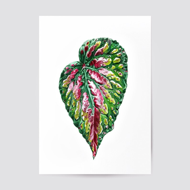 Begonia Rex red Tango Poster, Houseplant Lover Poster, Plant Wall Art ...