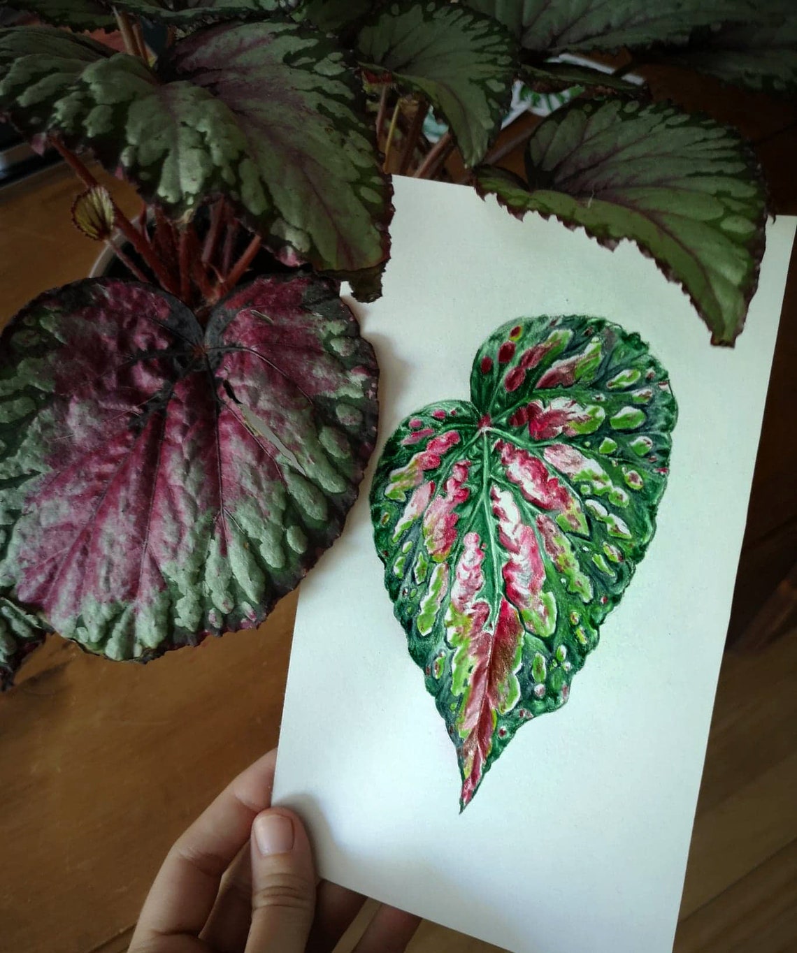 Begonia Rex red Tango Poster, Houseplant Lover Poster, Plant Wall Art ...