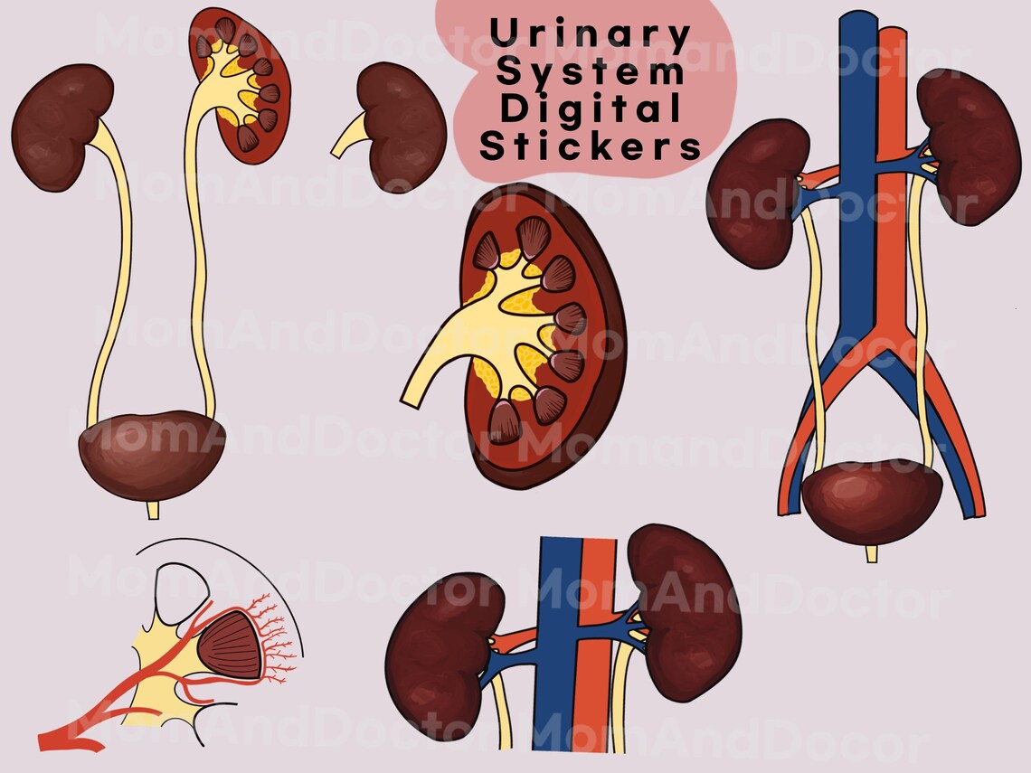 Digital Stickers Urinary System Anatomy For Digital | Etsy