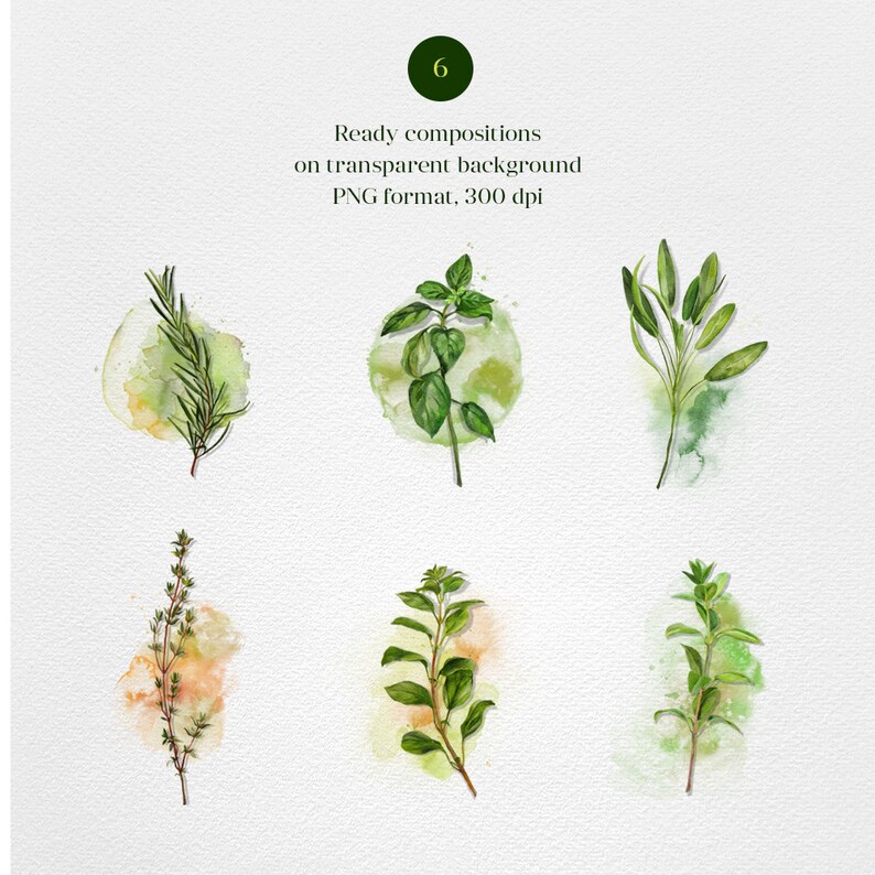 Herbs Watercolor Digital Clipart PNG Bundle, Botanical Clipart ...