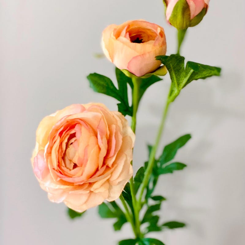 Peach Ranunculus - Etsy