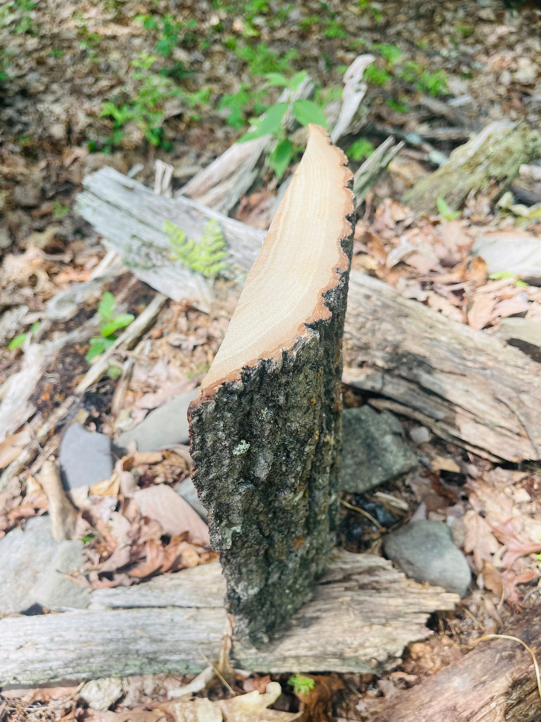 Bear Wood Clock Live Edge Clock, Bear Decor, Pyrography Art ...