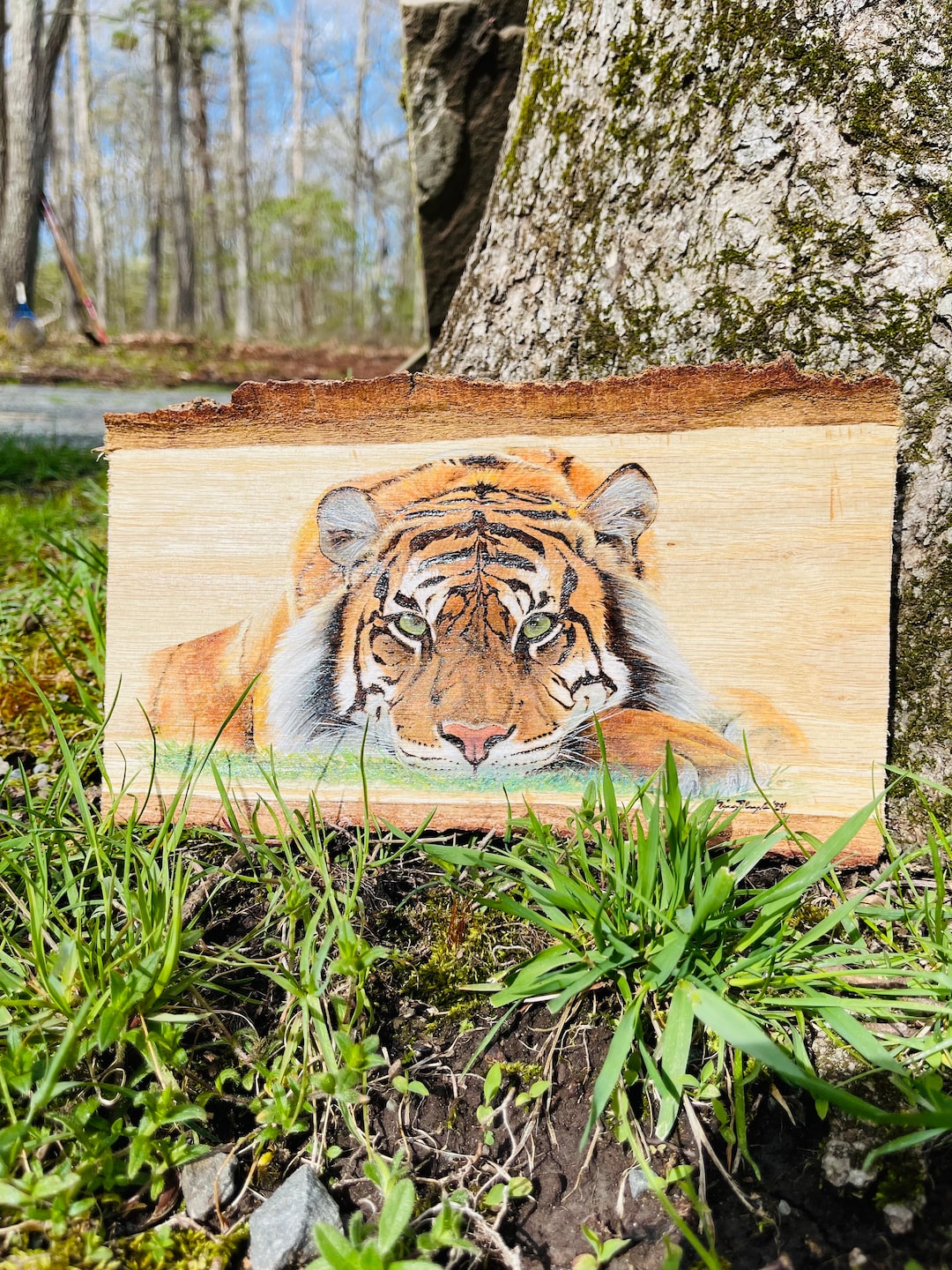 Tiger Live Edge Wood- Tiger Painting, Tiger Woodburning, Laying Tiger ...