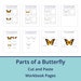 Butterfly Activity Worksheets Insects Spring Summer Montessori Cut and ...