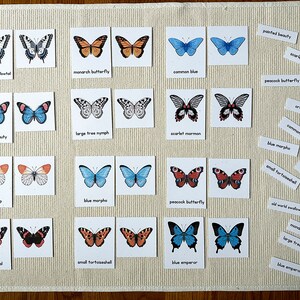 Montessori Butterfly 3-part Cards Language Printable Spring Butterflies ...