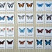 Montessori Butterfly 3-part Cards Language Printable Spring Butterflies ...