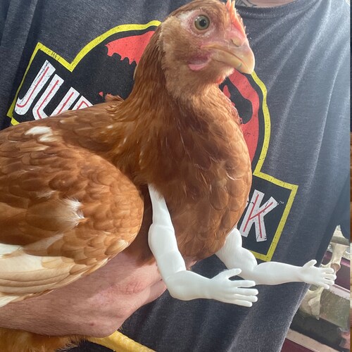 3D Printed Chicken Arms Velociraptor T-rex Dinosaur Arms - Etsy