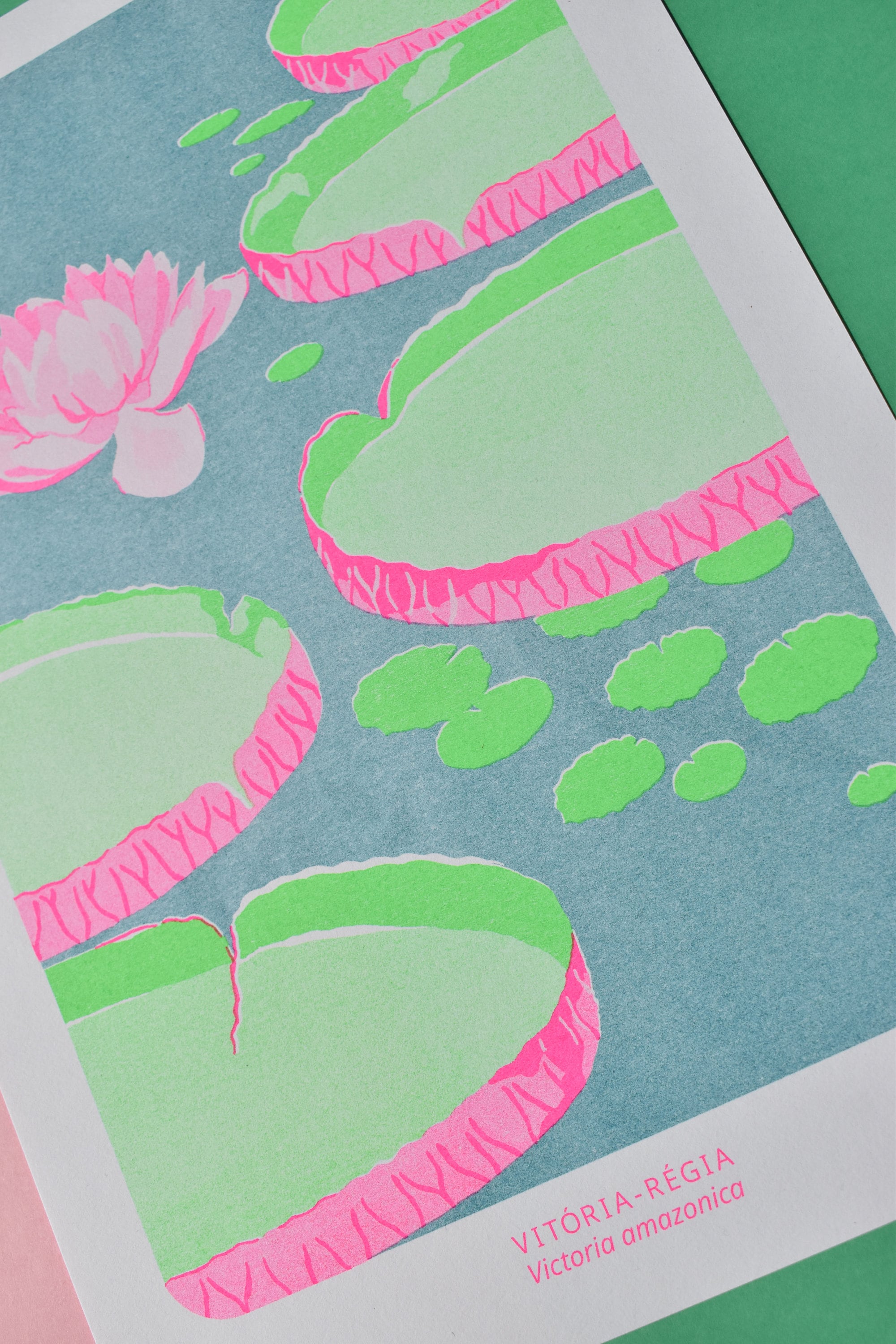 A4 Vitória-régia - Victoria Amazonica Risograph Print | Tropical Wall ...