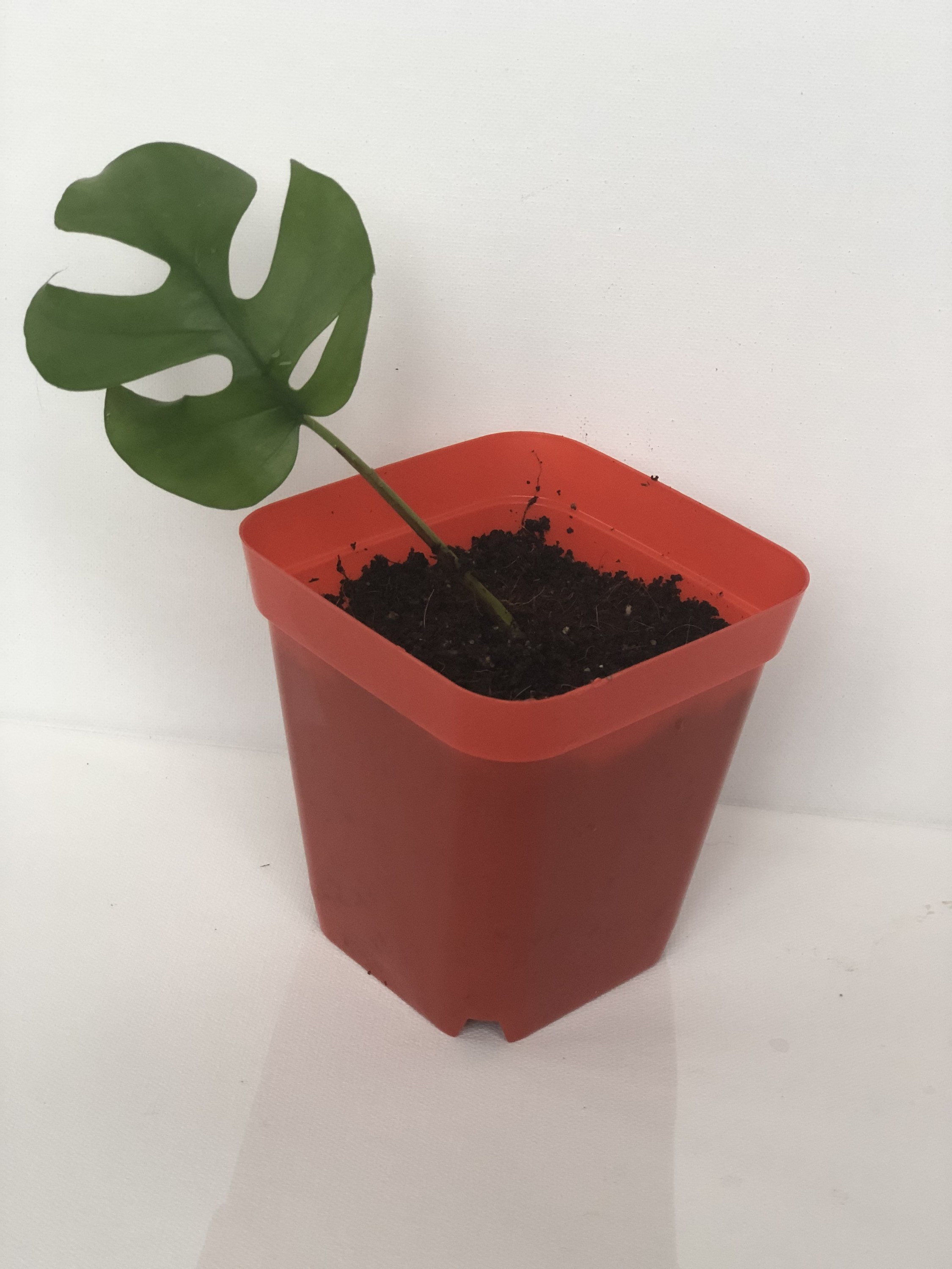 Live Mini Monstera Ginny Plant Philodendron Piccolo Mini Split Leaf ...