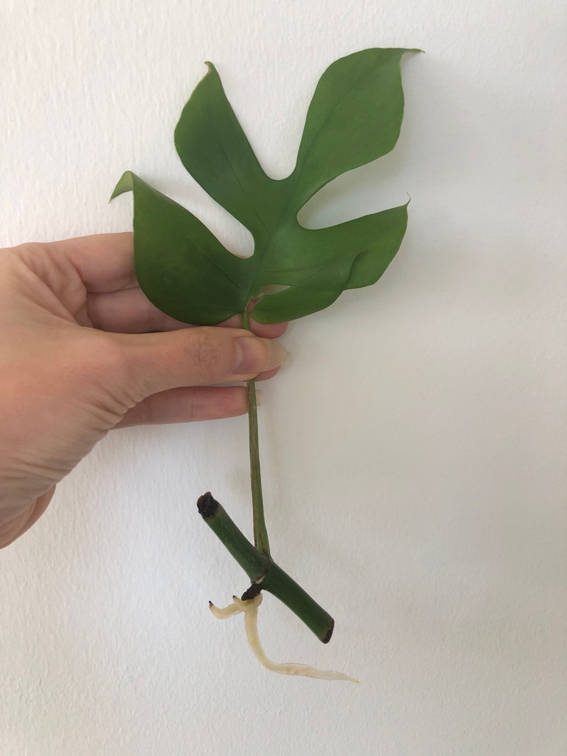 Live Mini Monstera Ginny Plant Philodendron Piccolo Mini Split Leaf ...