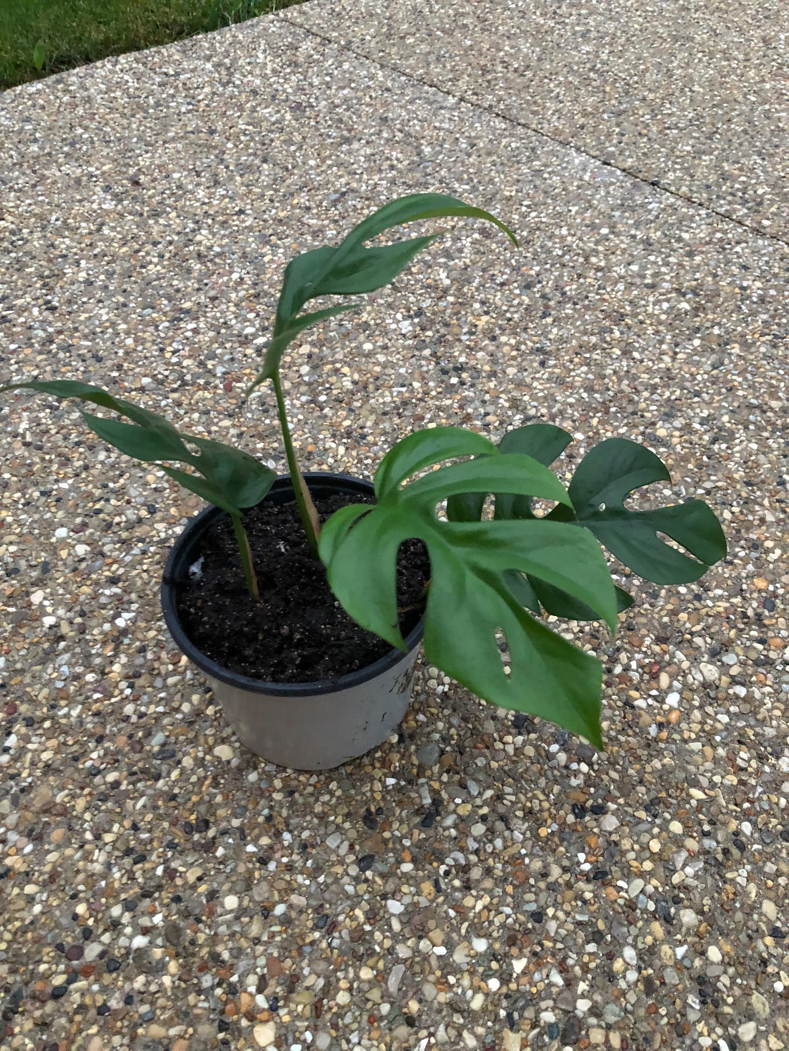 Live Mini Monstera Ginny Plant Philodendron Piccolo Mini Split Leaf ...
