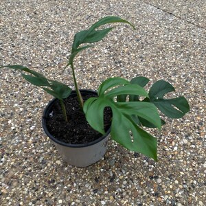 Live Mini Monstera Ginny Plant Philodendron Piccolo Mini Split Leaf ...