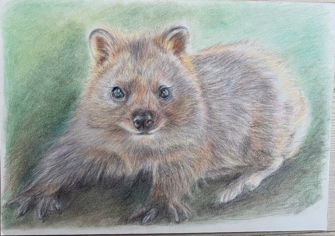 Original Coloured Pencil Drawing quokka - Etsy