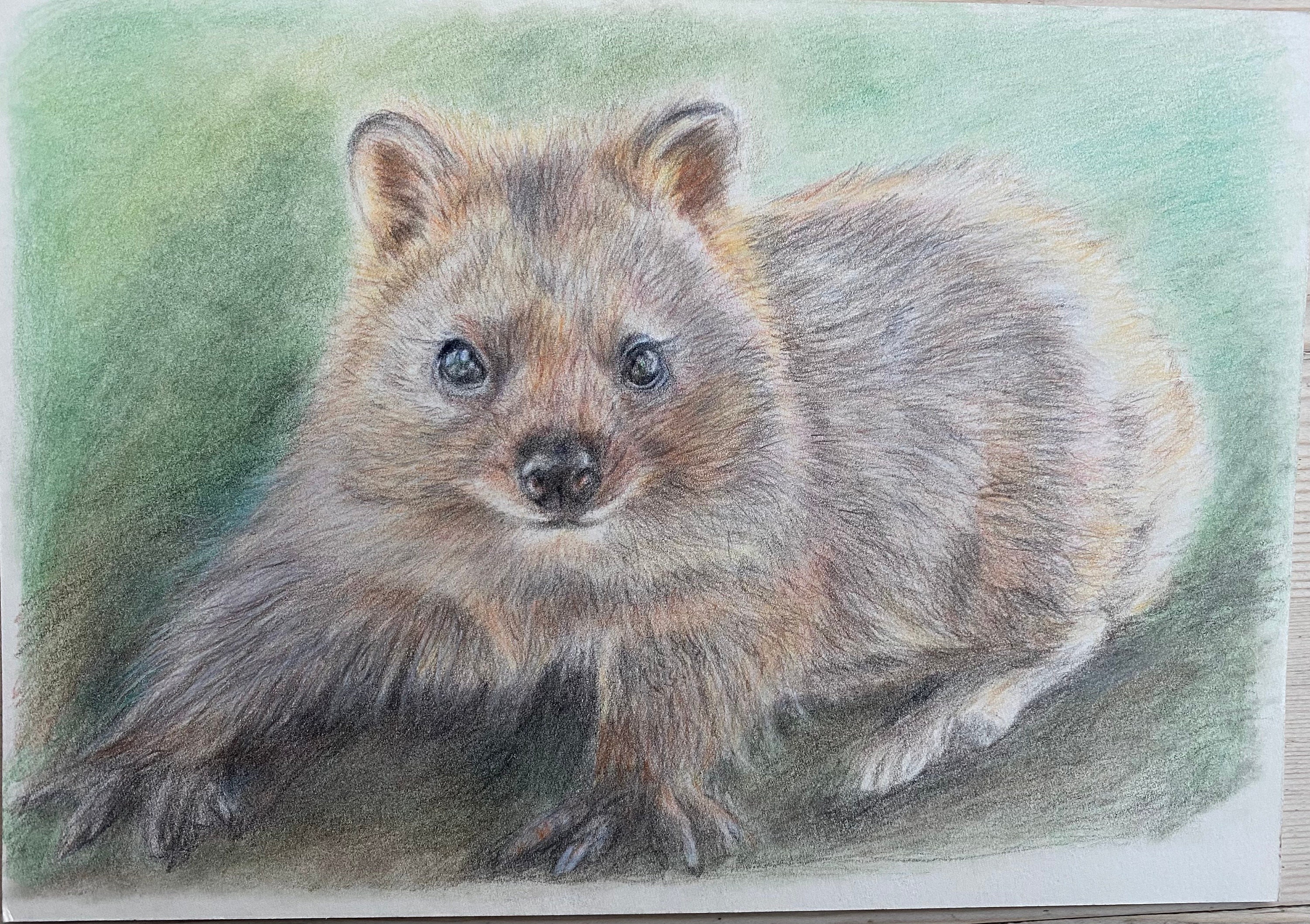 Original Coloured Pencil Drawing quokka - Etsy