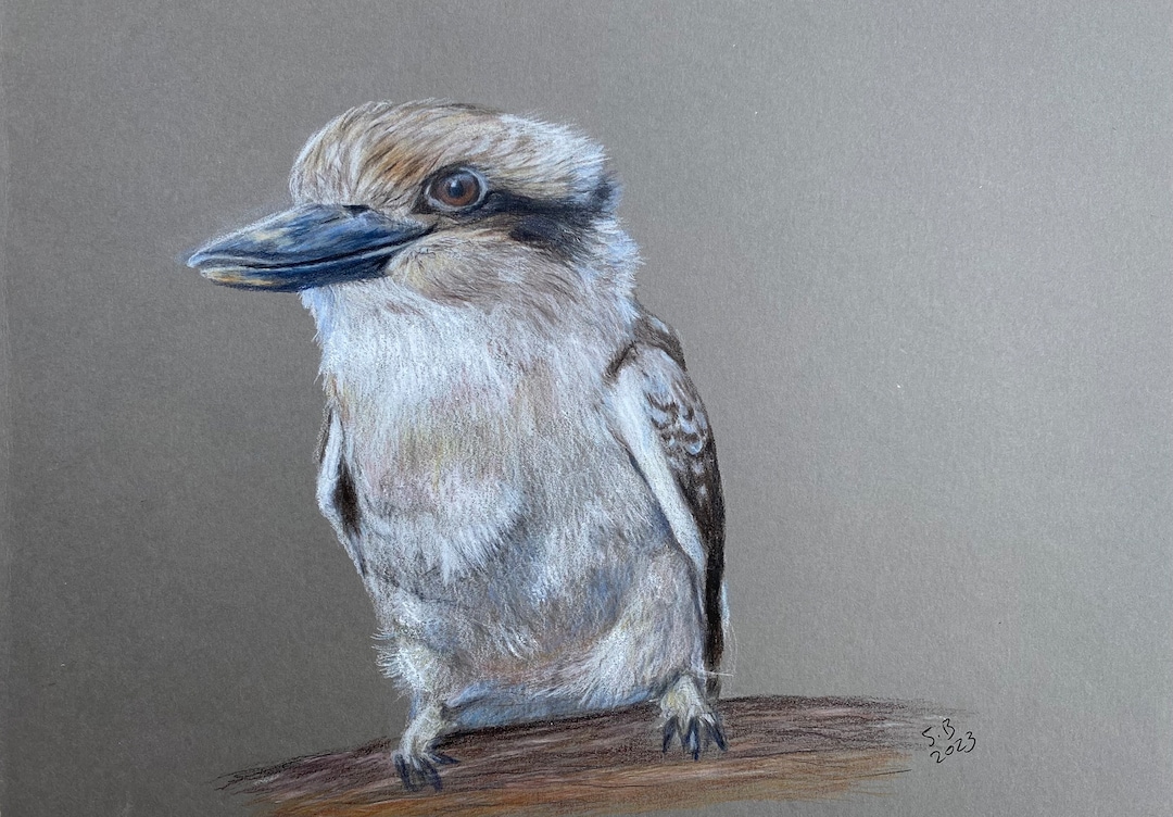 Kookaburra Original Coloured Pencil Signed Drawing - Etsy