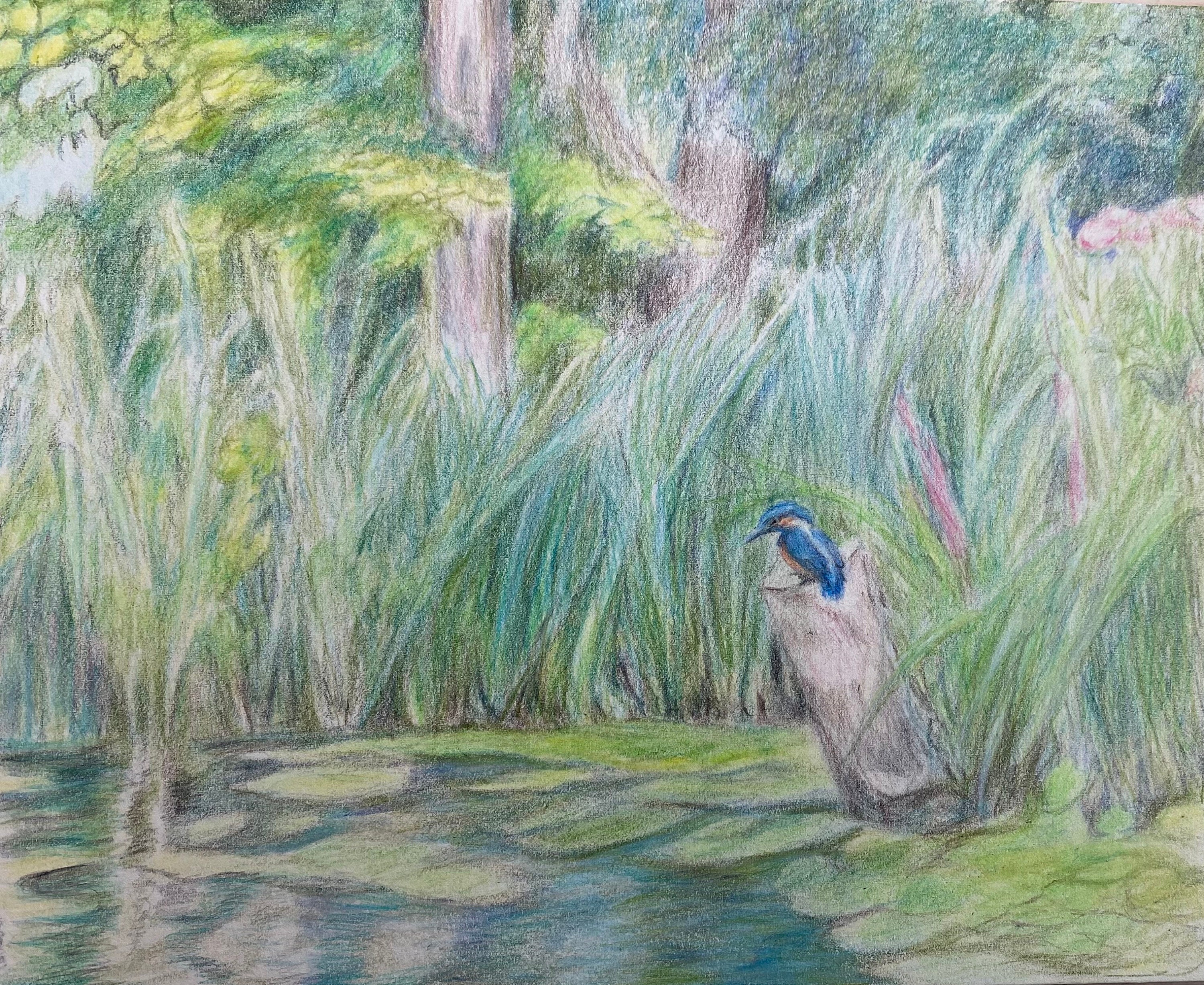 Original Coloured Pencil Drawing norfolk Broads Kingfisher. - Etsy