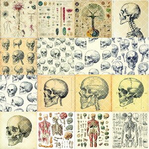Anatomically Incorrect Vintage Biology Papers | 106 Jpgs 12x12" | Weird ...