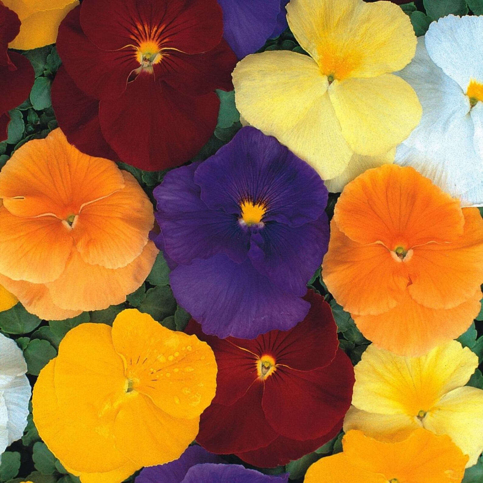 Pansy Clear Crystal Mixed 100 Seeds - Etsy UK