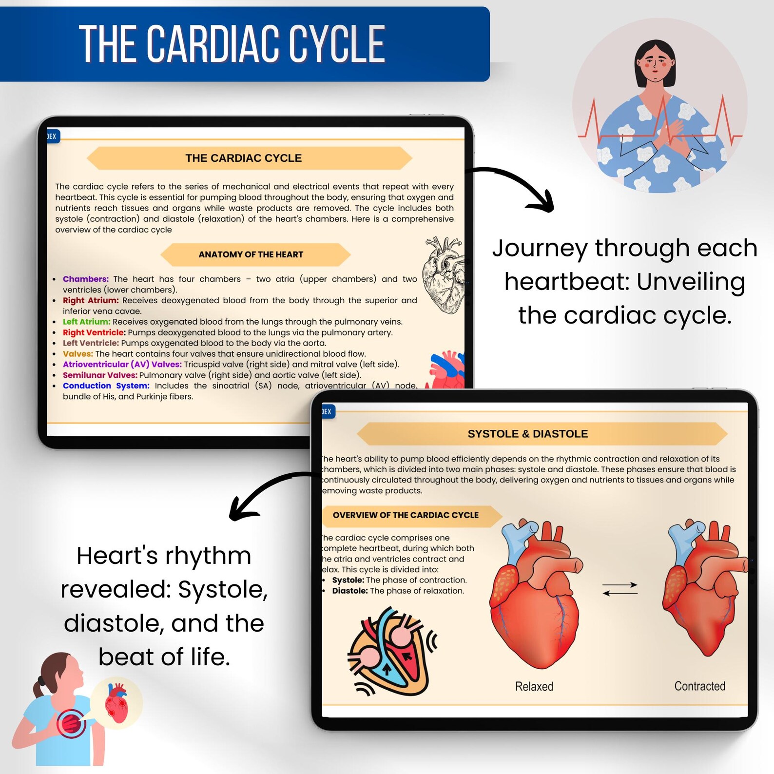 Cardiovascular System Flashcards Hyperlinked PDF 100 Cards Nursing ...