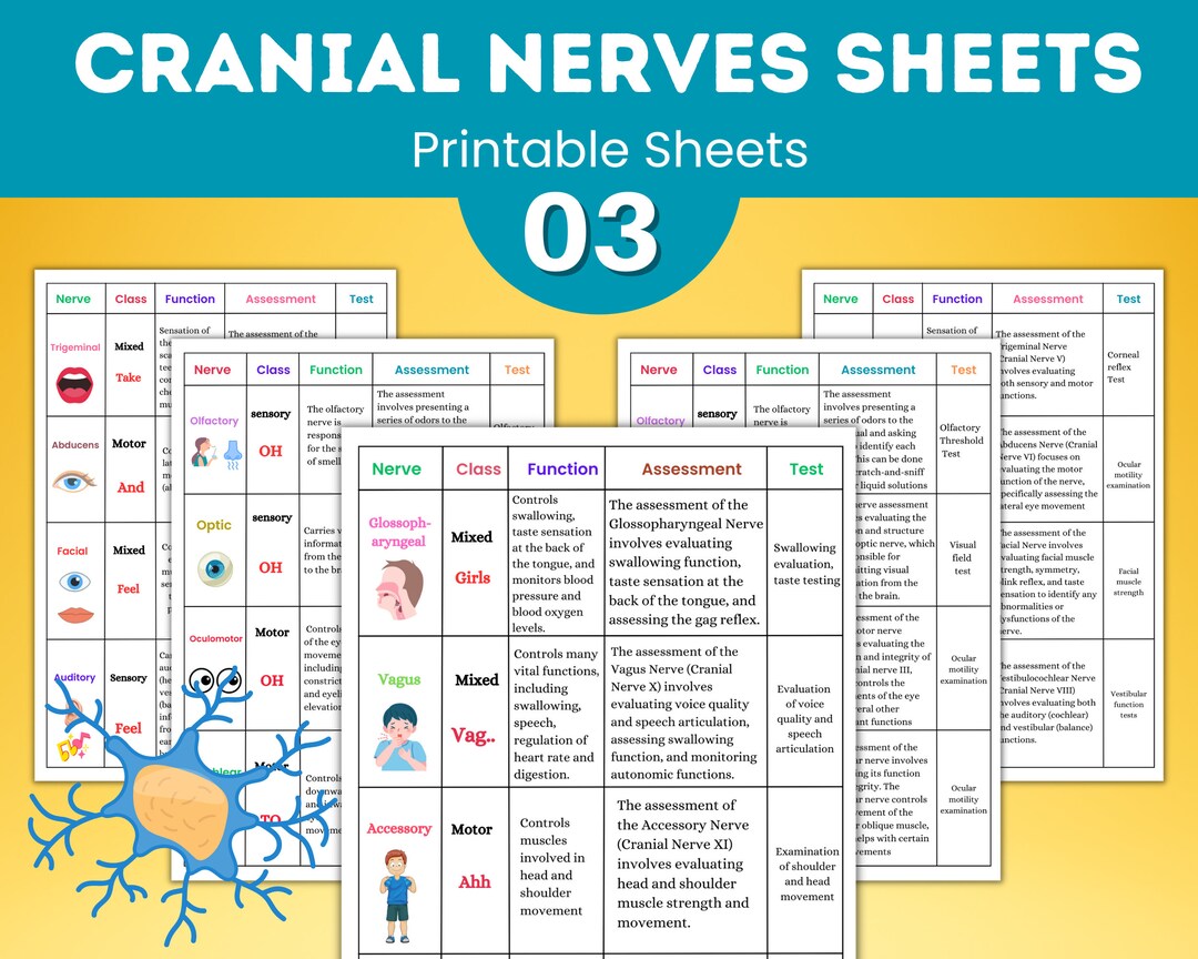 Cranial Nerves Study Guide | 3 Pages | Digital Download | Nursing ...