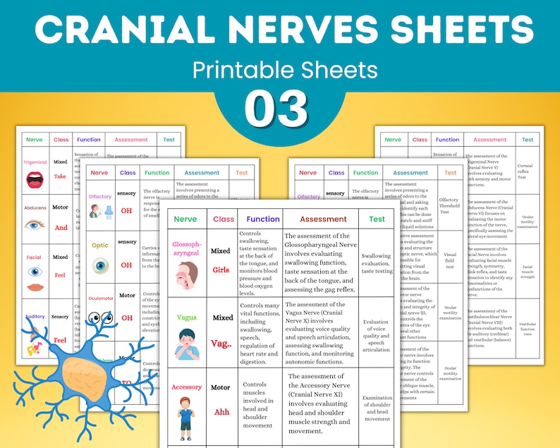 Cranial Nerves Study Guide | 3 Pages | Digital Download | Nursing ...