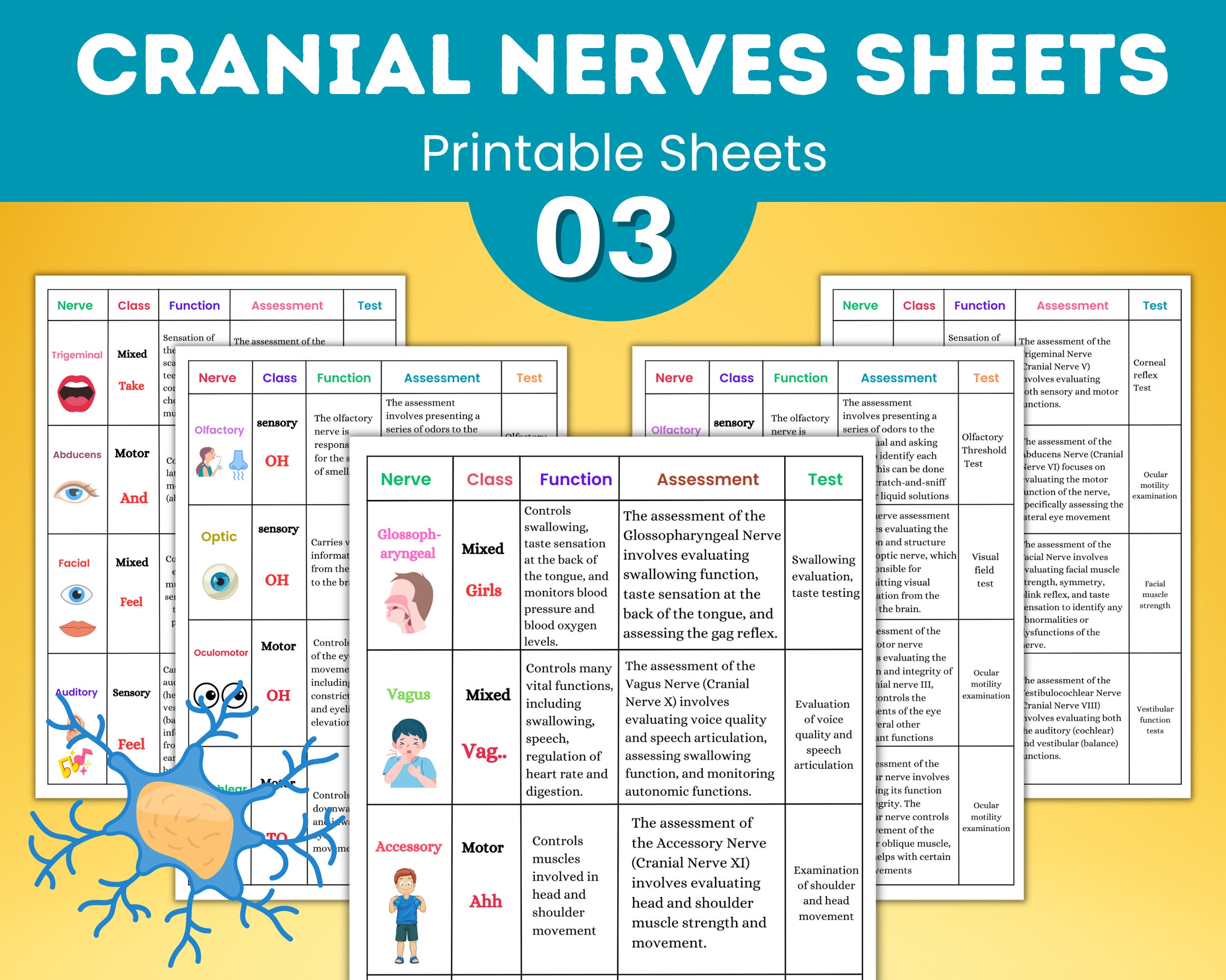 Cranial Nerves Study Guide | 3 Pages | Digital Download | Nursing ...