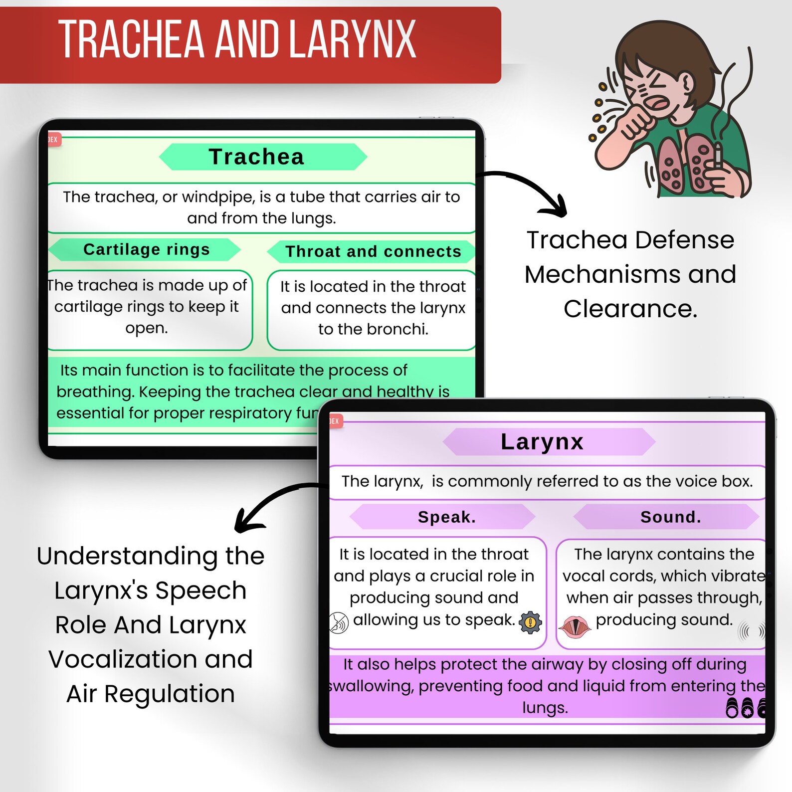Respiratory System Flashcards | Med Surg Nursing Study | Study Notes ...