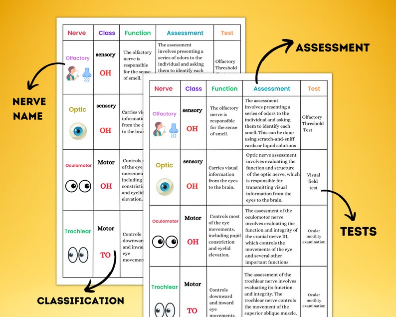 Cranial Nerves Study Guide | 3 Pages | Digital Download | Nursing ...