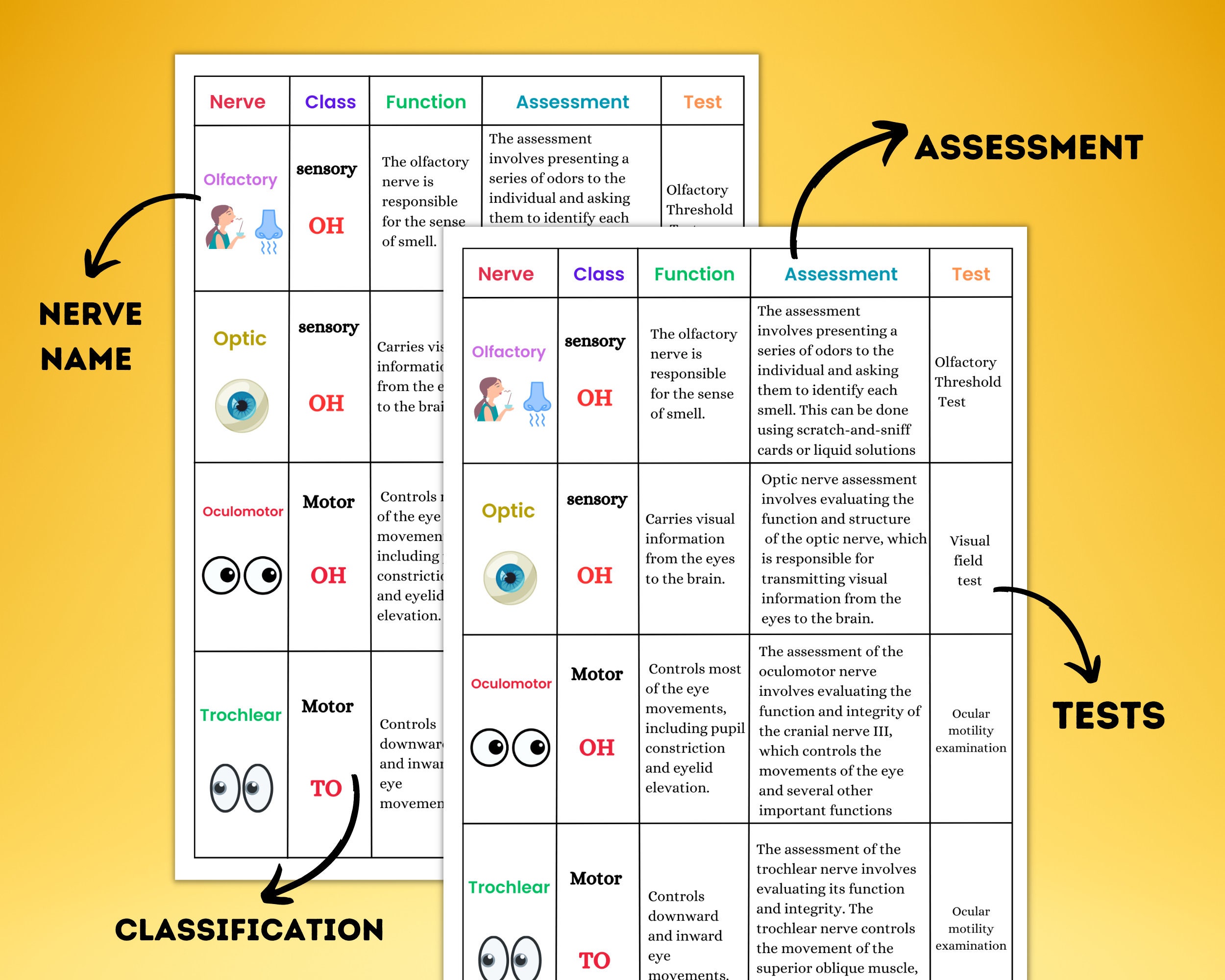 Cranial Nerves Study Guide | 3 Pages | Digital Download | Nursing ...