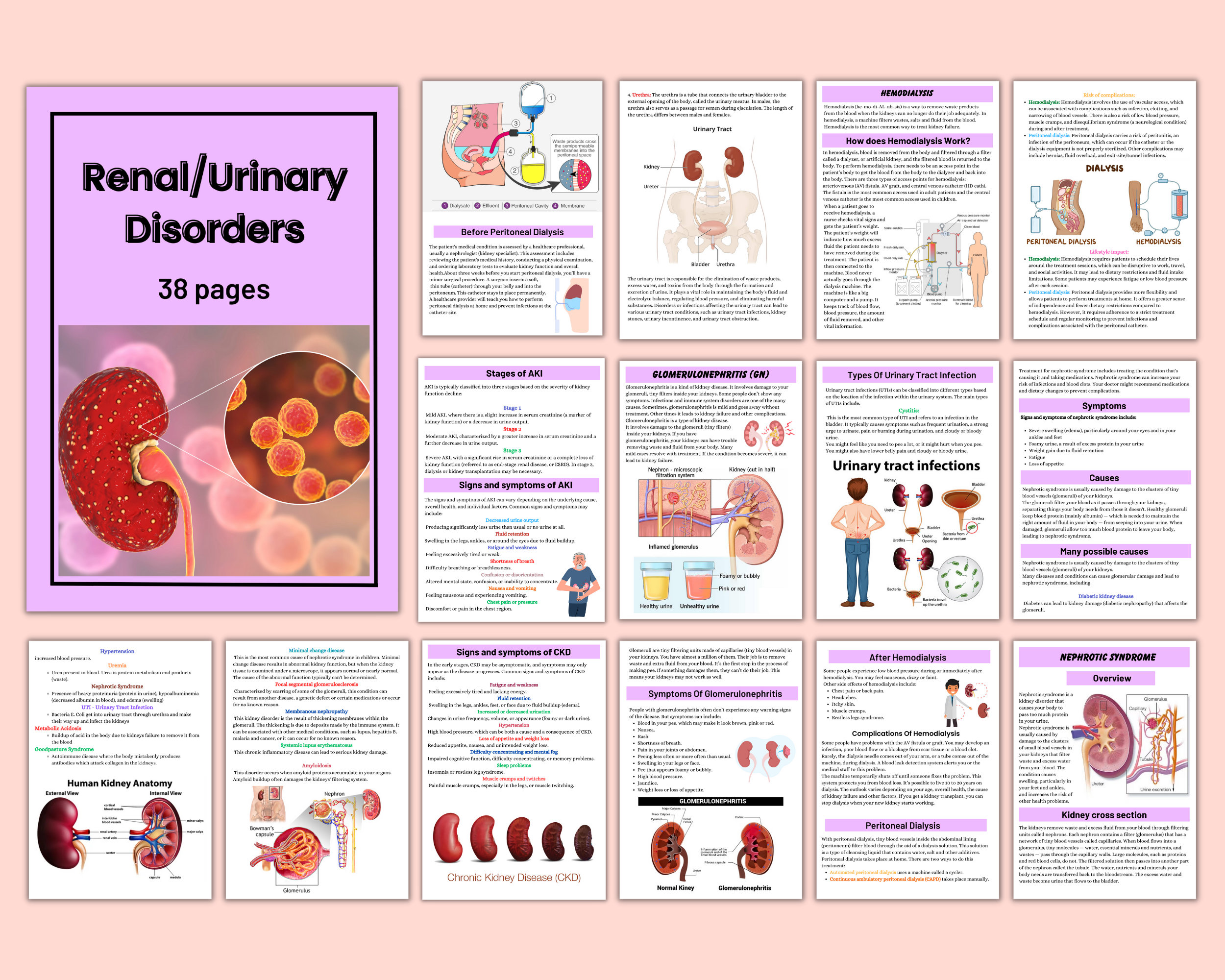 Renal/urinary System & Diseases, Nursing Study Guides, Nursing Notes ...