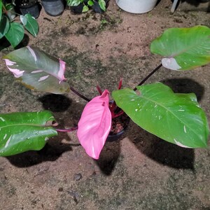Philodendron Pink Princess Marble Free Shipping With Phyto Home Garden ...