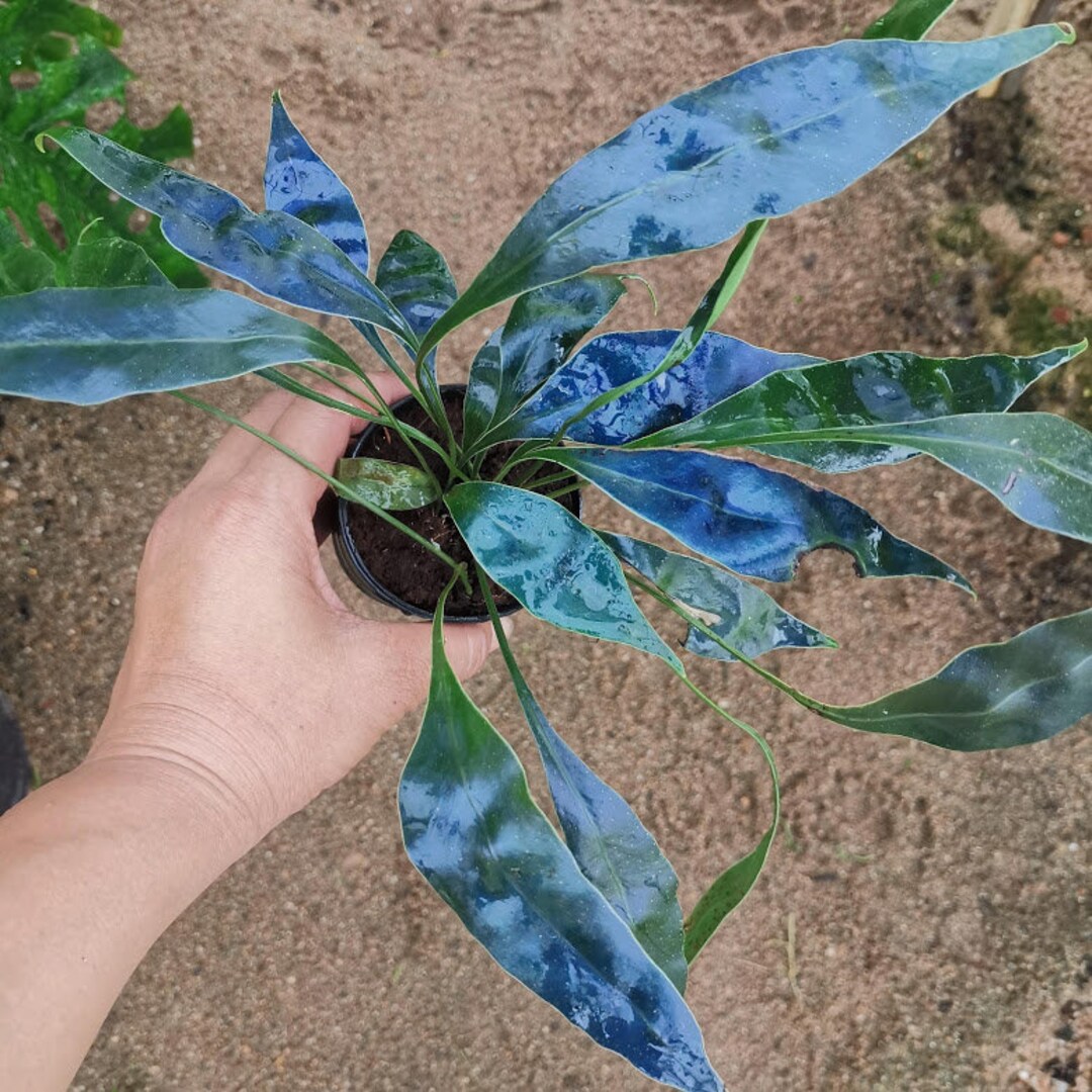 1 Pot Microsorum Siamensis Free Shipping Cites & Phyto Home Garden ...