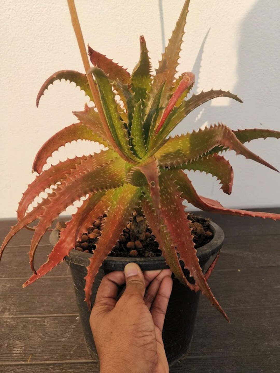 ONLY 1 Aloe Vera Red Fire Sp. Free Shipping Cites Phyto Home Garden ...