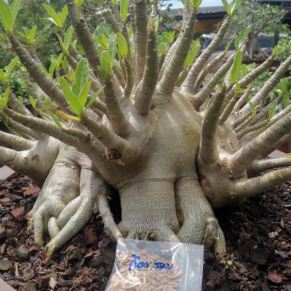 Adenium Arabicum - Etsy