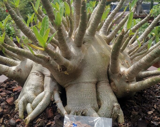 Adenium Crispum - Etsy